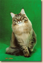 Maine Coon Cat - Cat Fanciers' Association Breed Council