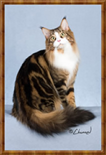 Maine Coon Cat - Cat Fanciers' Association Breed Council