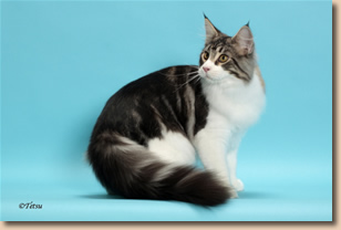 Maine Coon Cat - Cat Fanciers' Association Breed Council